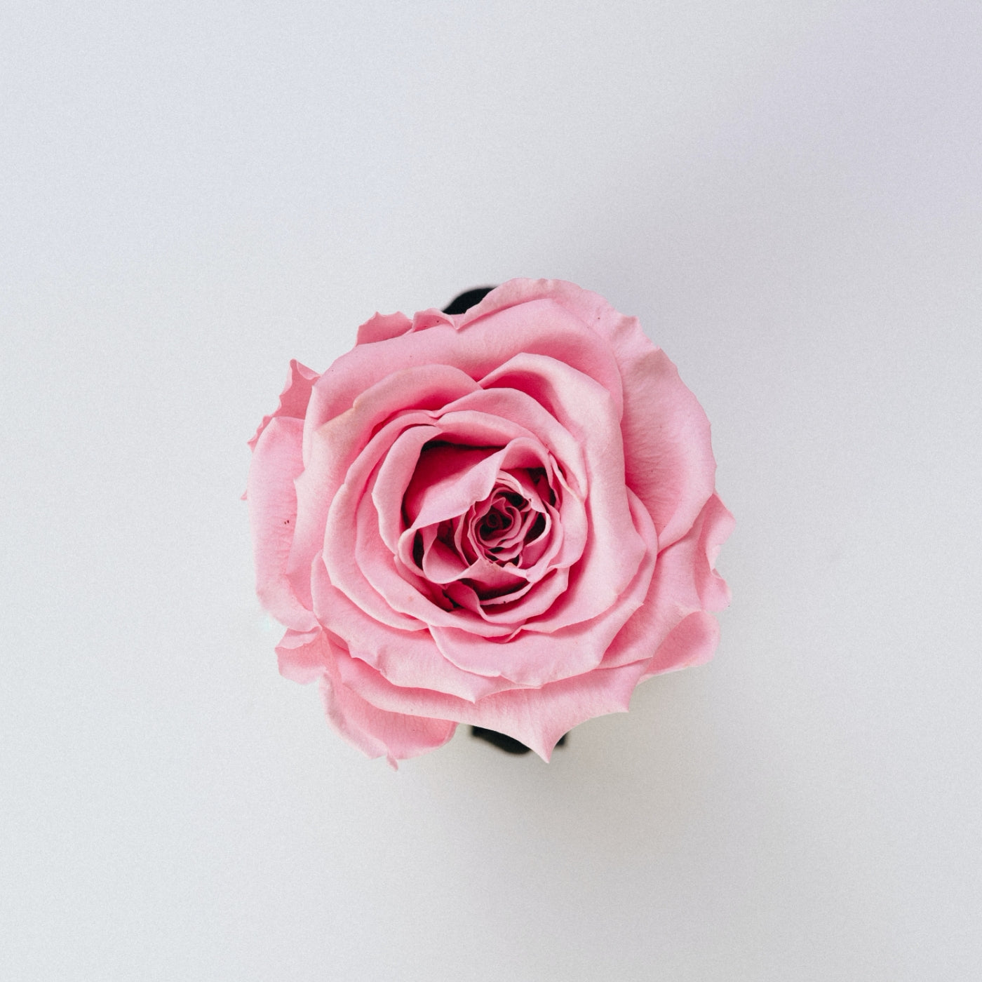 Palma Rosa Oil India - Premium | ScentScientists