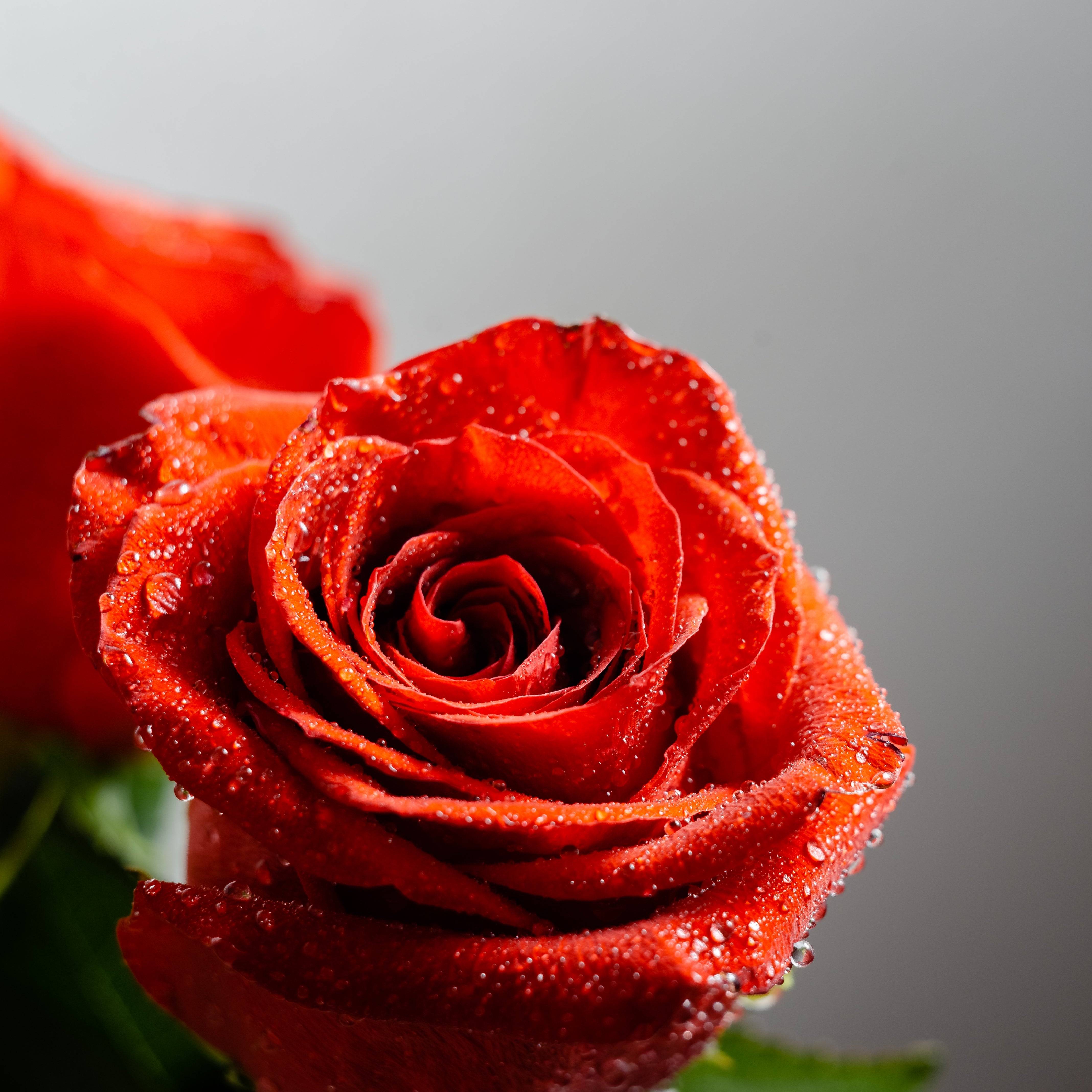 Rose Oxide (racemic) 10ml | ScentScientists